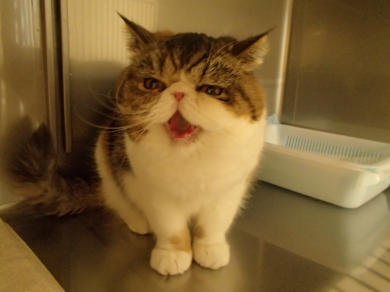 武蔵小杉で犬ネコうさぎのことなら元住吉からき動物病院